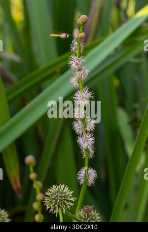 Branched hedgehog Sparganium erectum - flowering plant in the garden ...