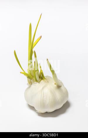 Garlic bulb sprouting green shoots as it reproduces itself ready for ...