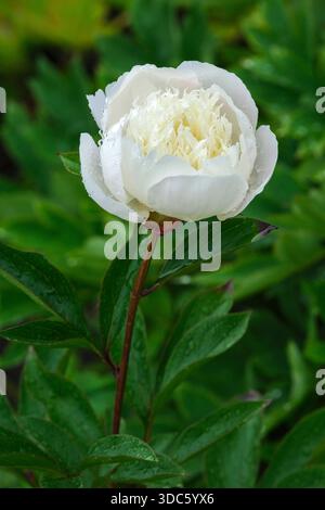 Peony (Paeonia lactiflora) flower petals Stock Photo - Alamy