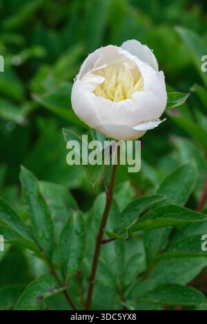 White double flower of Paeonia lactiflora cultivar Casablanca close-up ...