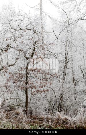 Winter background with icy branches in the foreground Stock Photo - Alamy