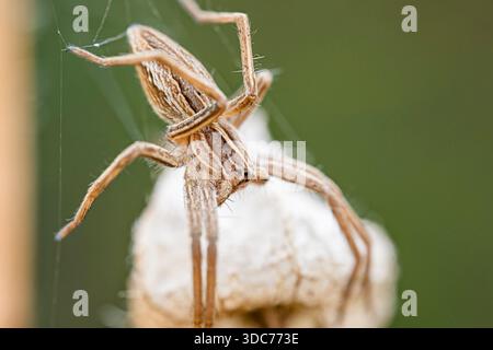 Listspinne, Raubspinne, Brautgeschenkspinne, Pisaura mirabilis ...