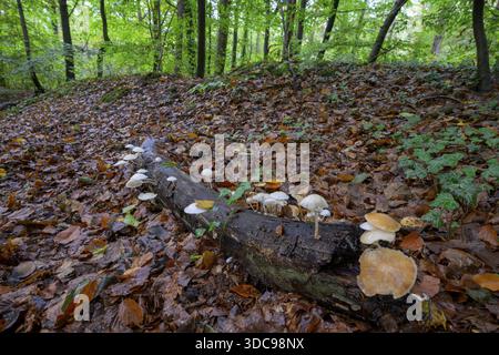 Autumn landscape. Tree trunks with mold, poplar in the background ...