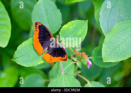 Flame-bordered Emperor is resting on the leaves. Charaxes protoclea ...