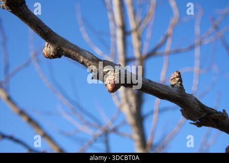 Branches of ginkgo biloba in winter. The branches of a tree without ...