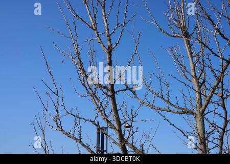 Branches of ginkgo biloba in winter. The branches of a tree without ...