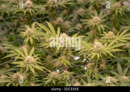 female early blossom marijuana SoG Sea of Green net hemp cultivation ...