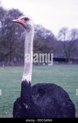 Windsor Safari Park in 1973 Stock Photo - Alamy