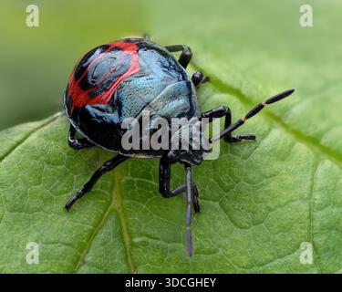 Blue Shieldbug nymph (Zicrona caerulea) crawling on leaf. Tipperary ...