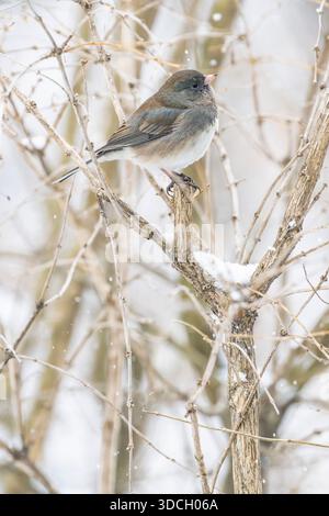 Dark-eyed Junco in southern Michigan in autumn Stock Photo - Alamy