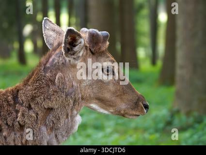 A side closeup of an European fallow deer in the field filled with ...