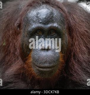 Bornean Orangutan (Pongo pygmaeus) photographed in Tanjung Puting ...