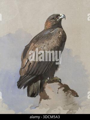 Thorburn Archibald - Golden Eagle 2 Stock Photo - Alamy
