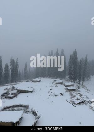 A view of Gulmarg hill station during a lupine bloom, about 55kms from ...