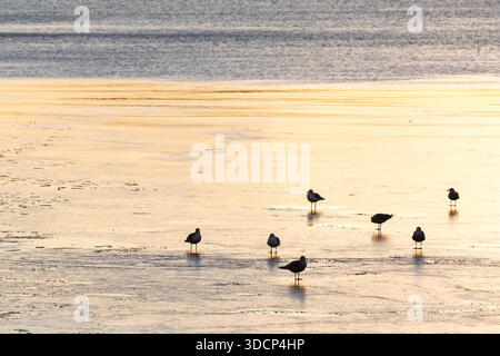 Birds stand on a partially frozen lake in Bucharest, Romania, Tuesday ...