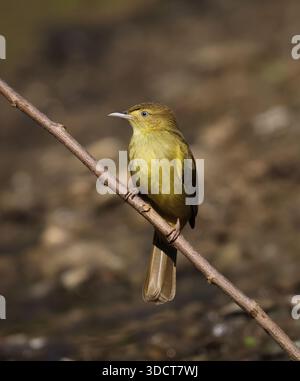 olive bulbul is a species of songbird in the bulbul family ...