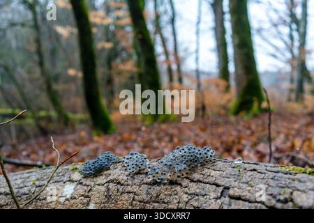 Close-up of frog in fallen pot on street Stock Photo - Alamy
