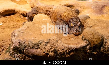 Komodo dragon lying on the sand of a zoo enclosure Stock Photo - Alamy