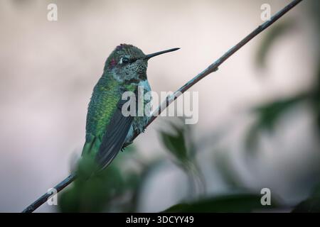 Calypte anna, Trochilidae, Anna's hummingbird perched, a juvenile ...