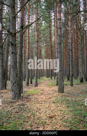 Scenic narrow path winding through dense evergreen shrubs and conifer ...