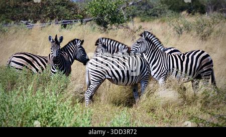 Zebra Herd Hiding in the Woods at Selinda Reserve in the Chobe National ...