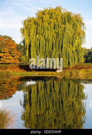 Weeping willow tree foliage background. Weeping willow branches with ...