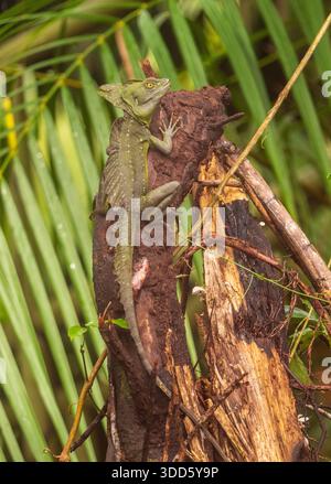 Plumed basilisk (Basiliscus plumifrons), also known as the green ...