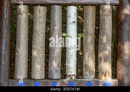 Sections of different tree trunks for comparison, lime (Tilia), oak ...