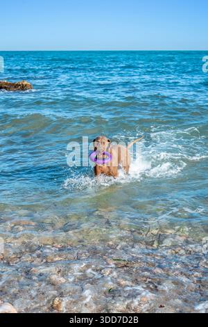 Weimaraner fetching a toy out of the water Stock Photo - Alamy