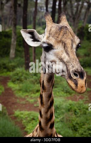 A closeup of a giraffe's (Camelopardalis) neck and face in the wooden ...