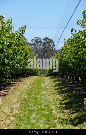 Cherry plantation orchard low angle view on row of trees in bloom with ...