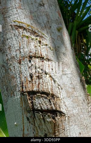 Panama rubber tree (Castilla elastica Stock Photo - Alamy