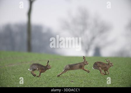 Two hares run across a park in Frankfurt, Germany, early Saturday, June ...