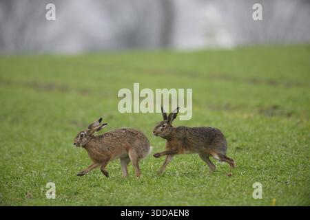 Two hares run across a park in Frankfurt, Germany, early Saturday, June ...