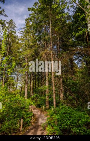Tall evergreen trees line a wooden boardwalk on a Canmore trail Stock ...