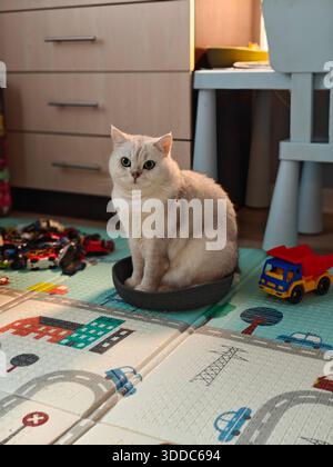 A boy on a blue background sits in a black hat and looks at the camera ...