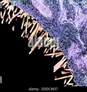 microscopic microorganisms under the microscope Stock Photo - Alamy