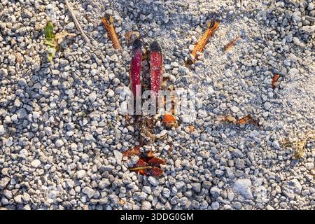 Lubber Grasshopper pest completely squished in the dirt Stock Photo - Alamy