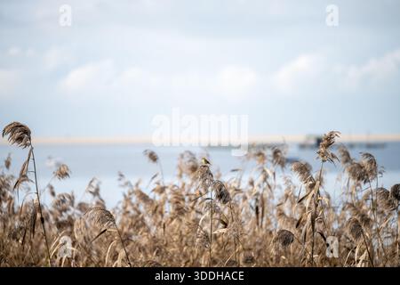 Sesimbra Portugal December 25 2025. Long wooden pier stretches across ...