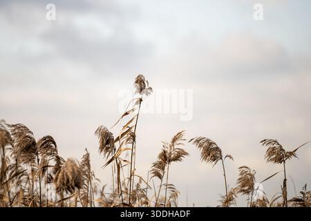 Sesimbra Portugal December 25 2025. Long wooden pier stretches across ...