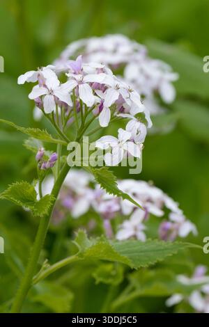 Perennial honesty, Lunaria rediviva, pale mauve flowers in late spring ...