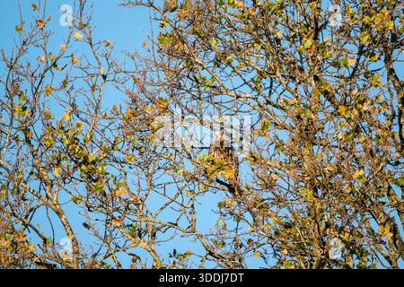 Red Kite in an old tree in the Cotswold Hills during the Winter time ...