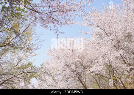 low angle view of sakura tree against bright blue cloudless sky Stock ...