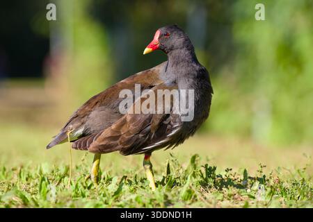 Moorhen Standing on the Grass Stock Photo - Alamy