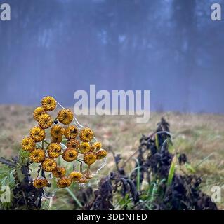 autumn foggy morning with dried plant Stock Photo - Alamy