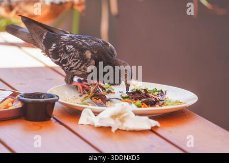 Adelaide, Australia - 2 January 2026: Pigeon eating leftovers from a ...