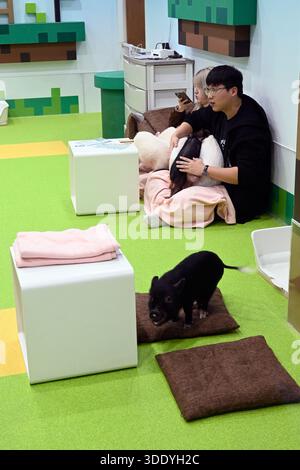 Micro pig cafe in Tokyo,Japan Stock Photo - Alamy