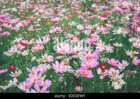 Cosmos flowers background in vintage style Stock Photo - Alamy