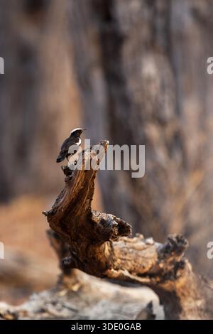 White-headed Black Chat Stock Photo - Alamy