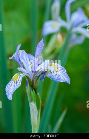 Siberian iris flowers in the summer garden Stock Photo - Alamy